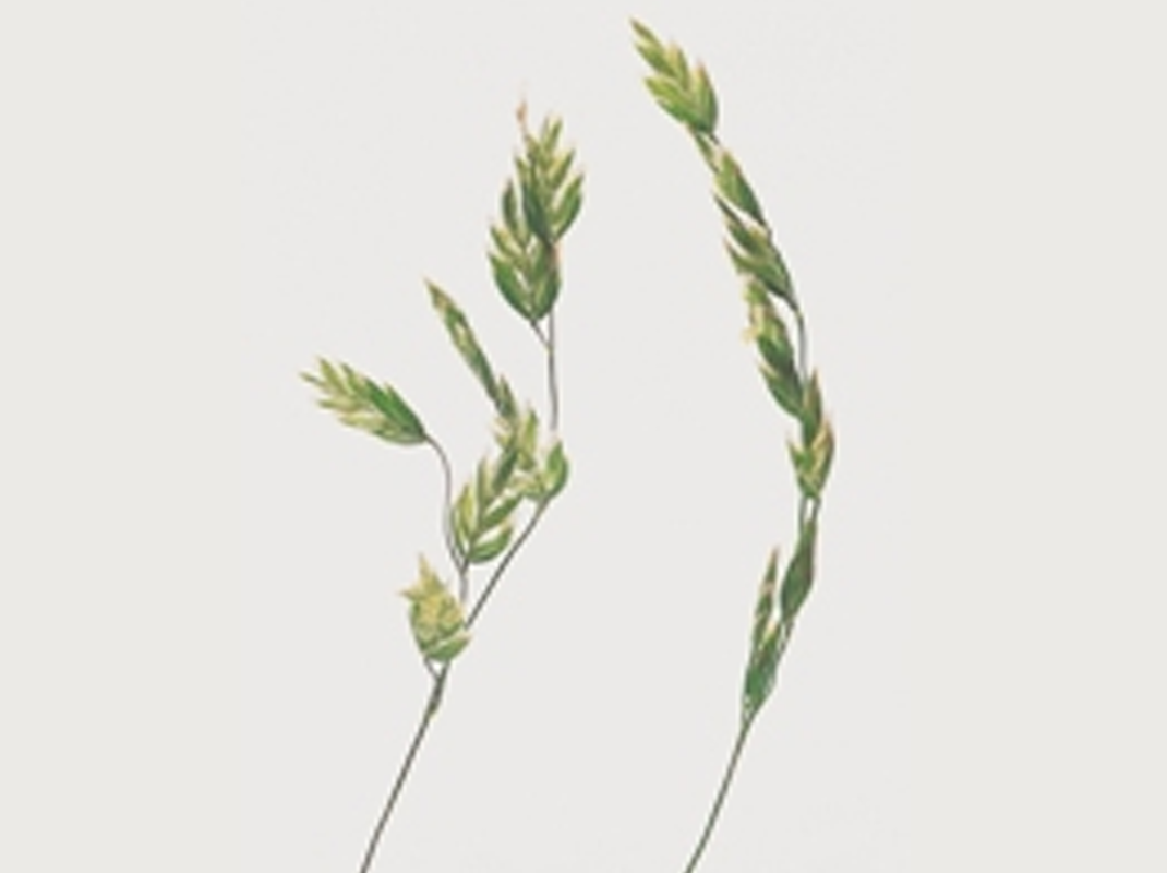 DSV | Supina bluegrass