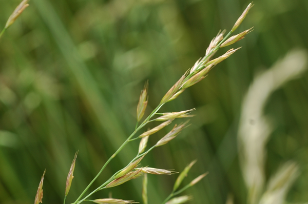 DSV | Creeping red fescue