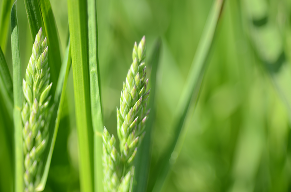 DSV | Smooth-stalked meadow-grass