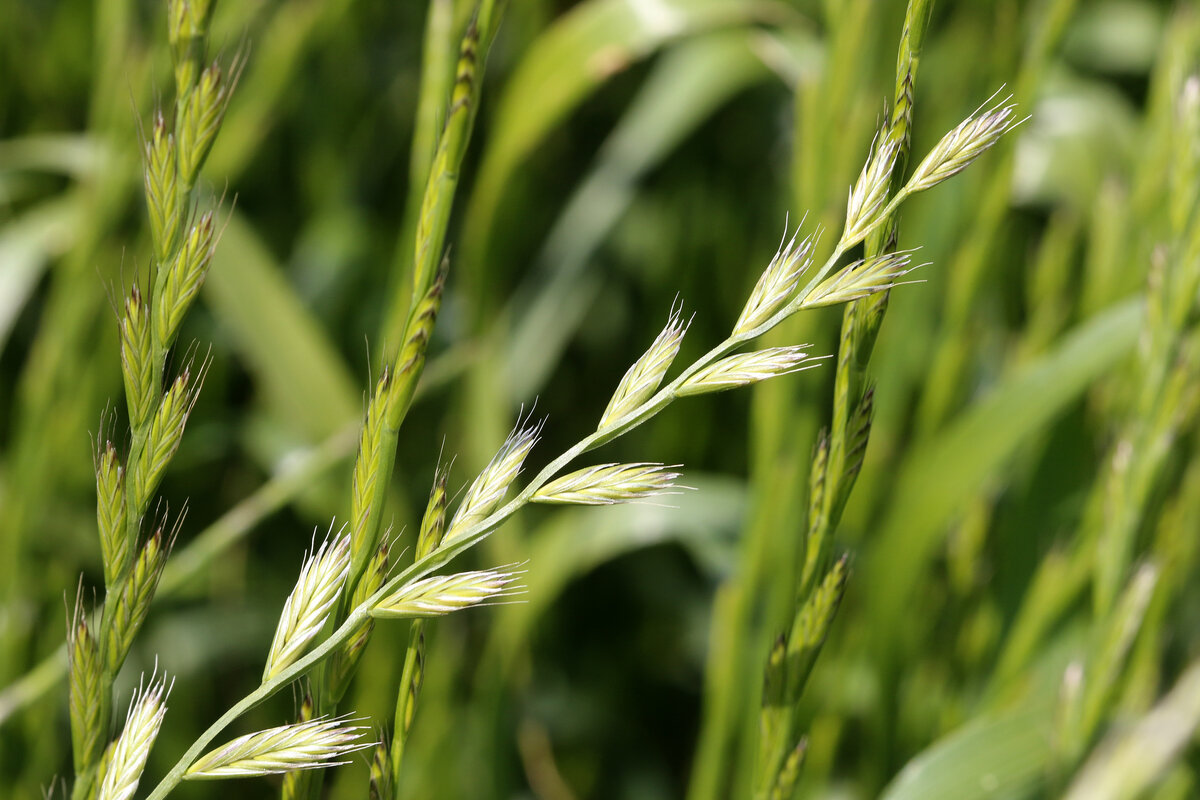 DSV | Italian ryegrass