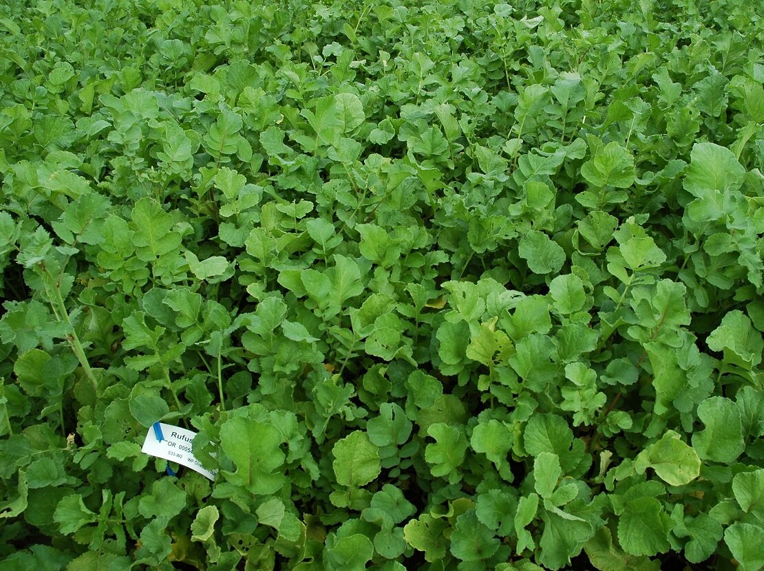 DSV | Oil Radish