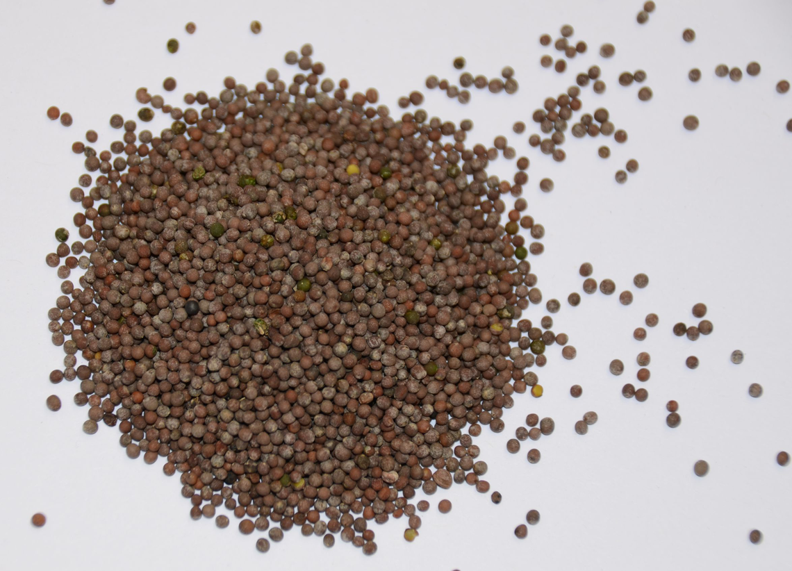 DSV | Abyssinian cabbage