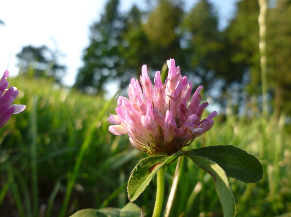 DSV | Red clover